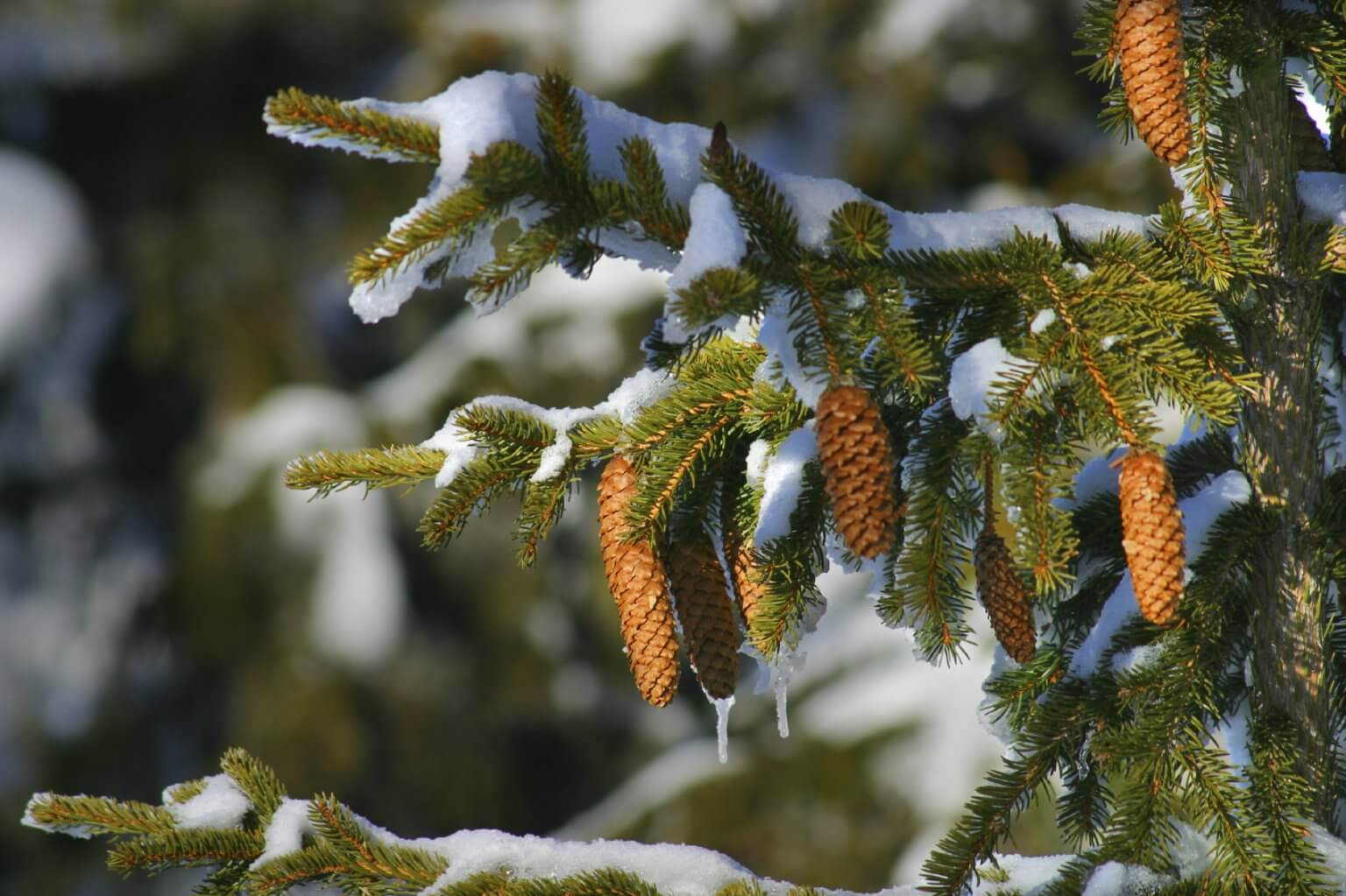 Aufguss, Wenik-Aufguss, Aroma-Aufguss | Saunapark Siebengebirge